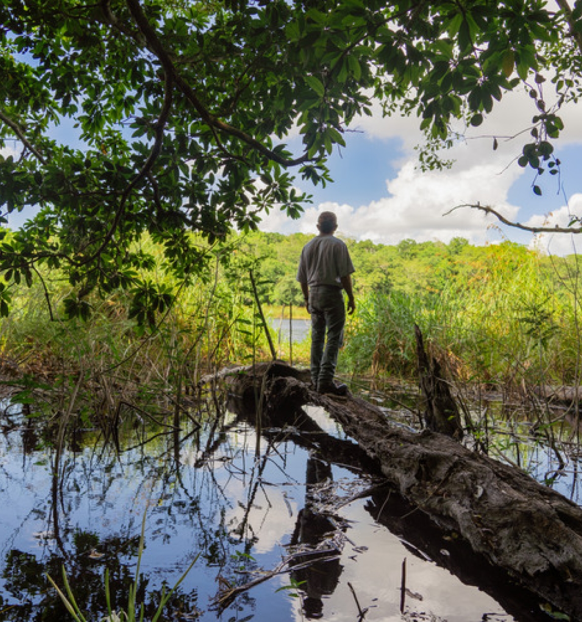 Apply for working groups to develop procedures for carbon credits and biodiversity credits | fsc.org